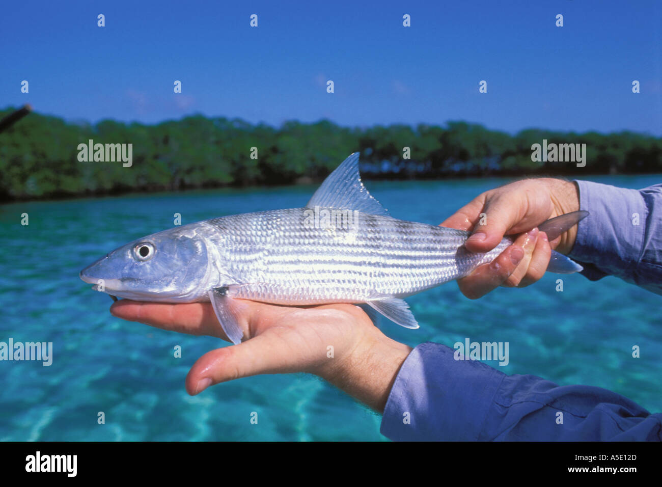 Hands holding bonefish caught while fly fishing in Belize Central ...