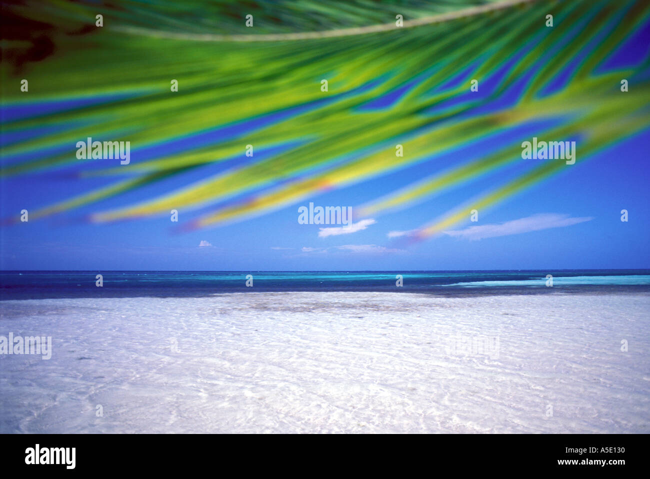 View of tropical ocean scene from beneath palm frond Belize Central ...
