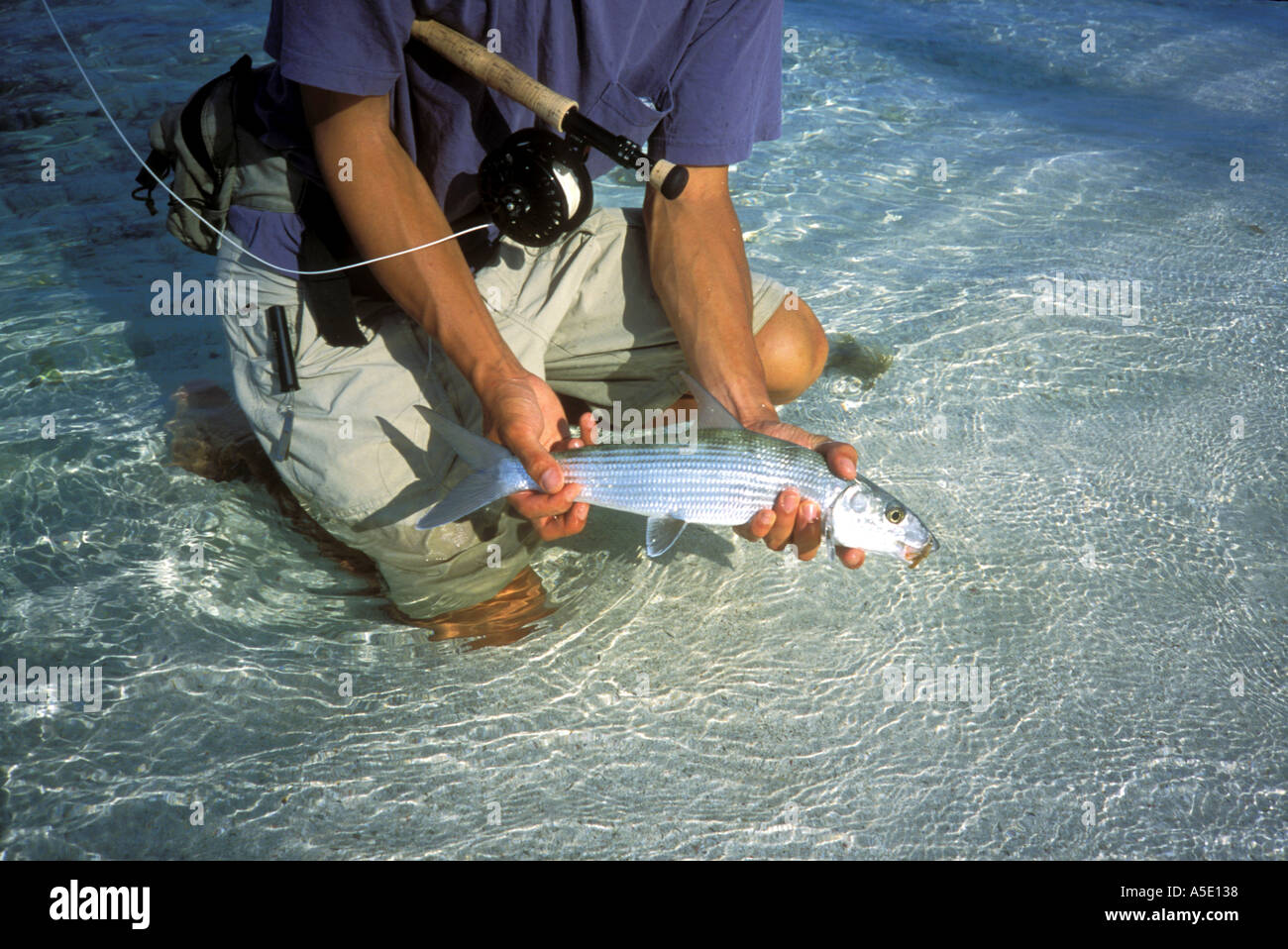 Hands holding bonefish caught while fly fishing in Belize Central ...