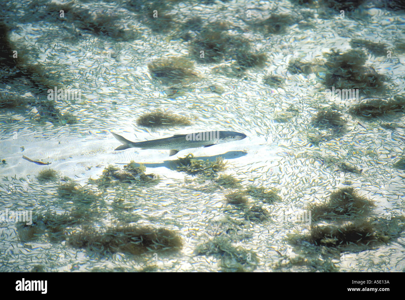 Bonefish albula vulpes swimming amoung baitfish in southern Belize ...