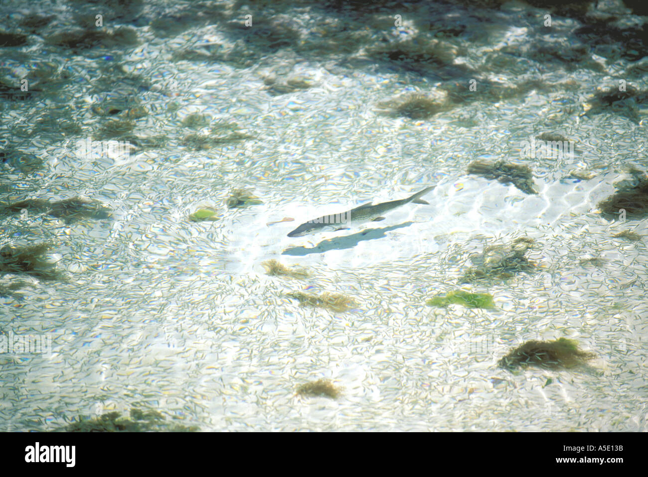 Bonefish albula vulpes swimming amoung baitfish in southern Belize ...