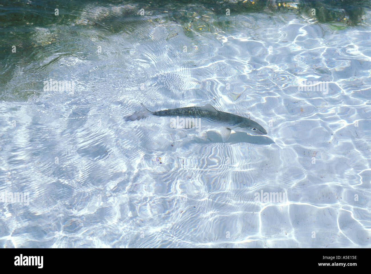 Bonefish albula vulpes in shallow water Belize Central America ...