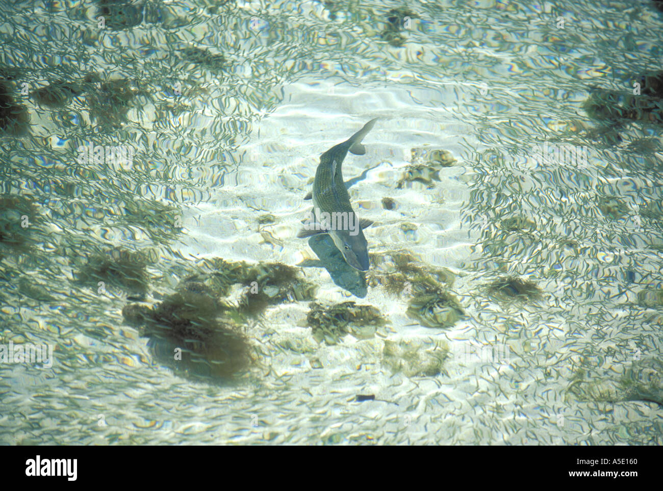 Bonefish albula vulpes surrounded by baitfish in shallow water Belize ...