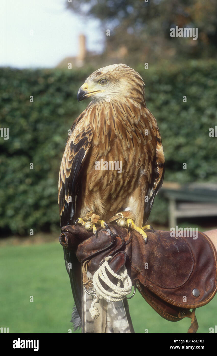 Falconry bird hi-res stock photography and images - Alamy