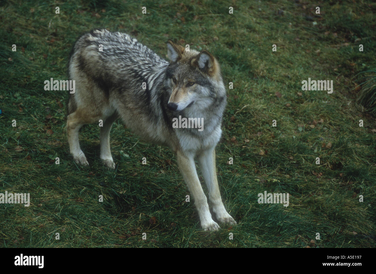 Wolf hunter history hi-res stock photography and images - Alamy