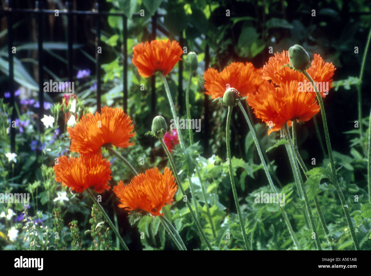 Turkenlouis red hi-res stock photography and images - Alamy