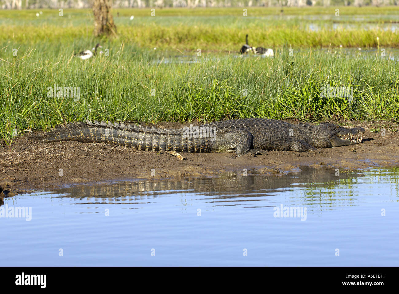 saltwater crocodile, estuarine crocodile (Crocodylus porosus ...