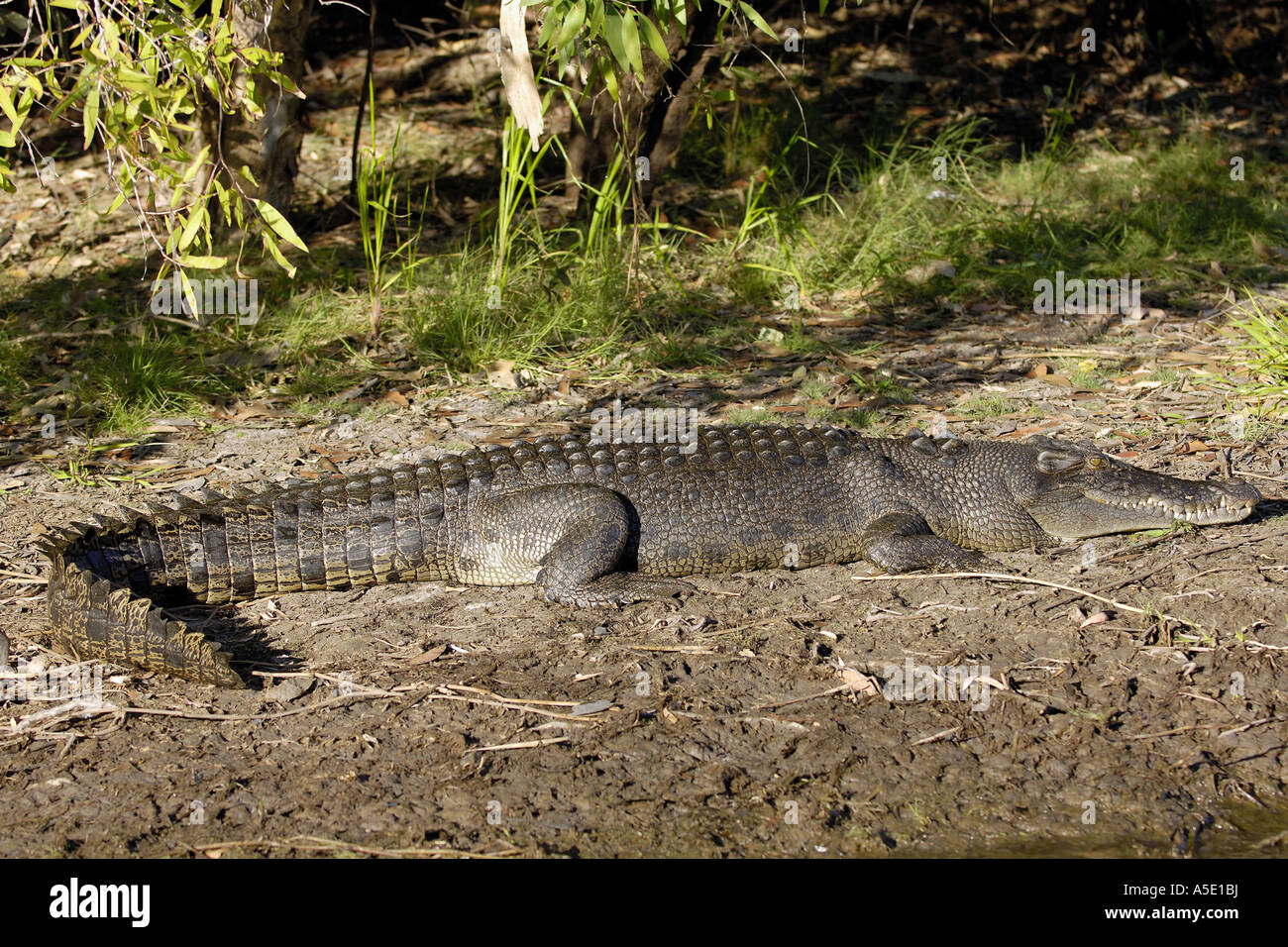 saltwater crocodile, estuarine crocodile (Crocodylus porosus), sunbathing, largest crocodile ...