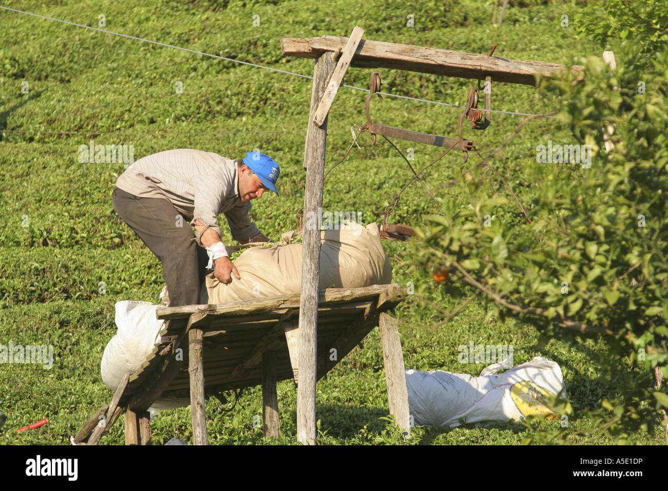 tea plant (Camellia sinensis, Thea sinensis, Camellia sinensis var ...