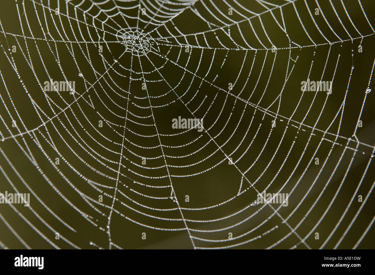 Australia spider web hi-res stock photography and images - Alamy
