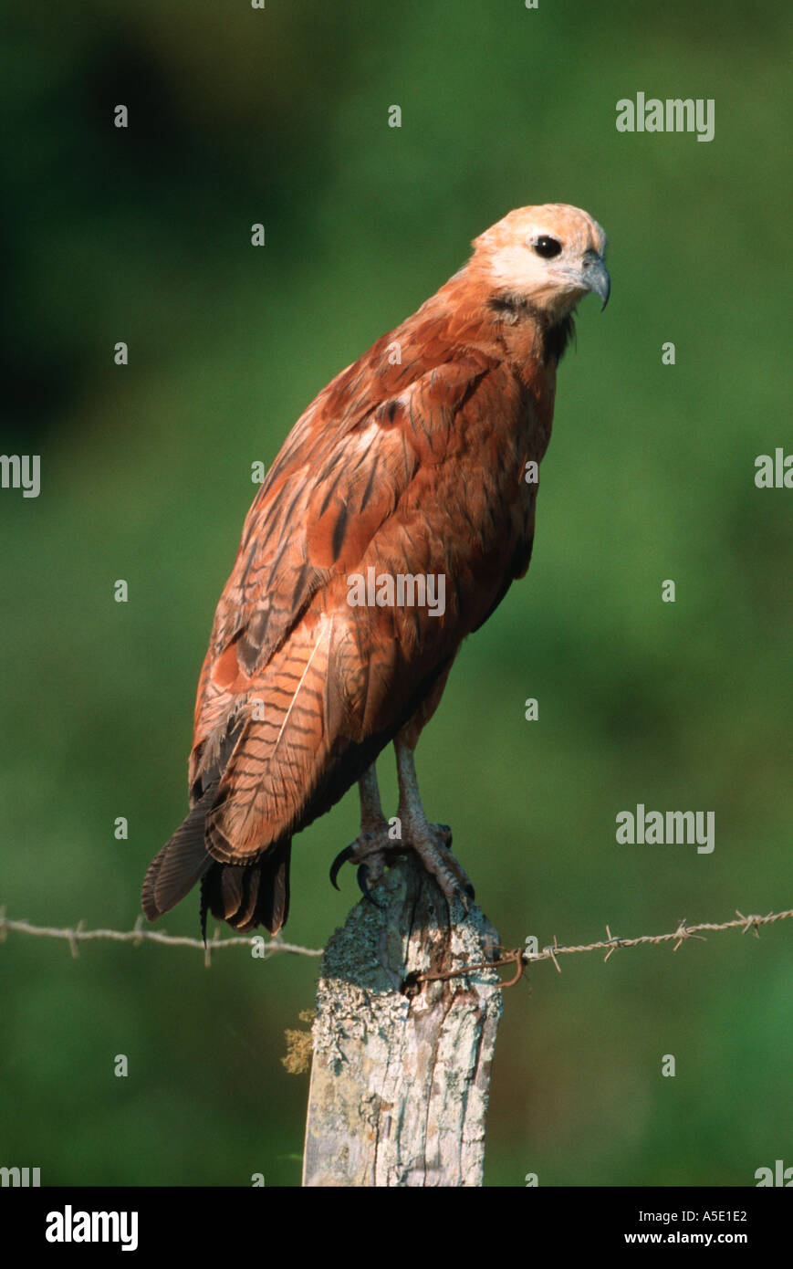 Black collared hawk Adult Busarellus nigricollis Gaviao belo Northern ...
