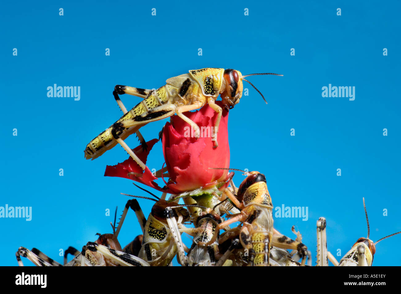 swarm of african desert locust Yeberha Anbeta Schistocerca gregaria ...