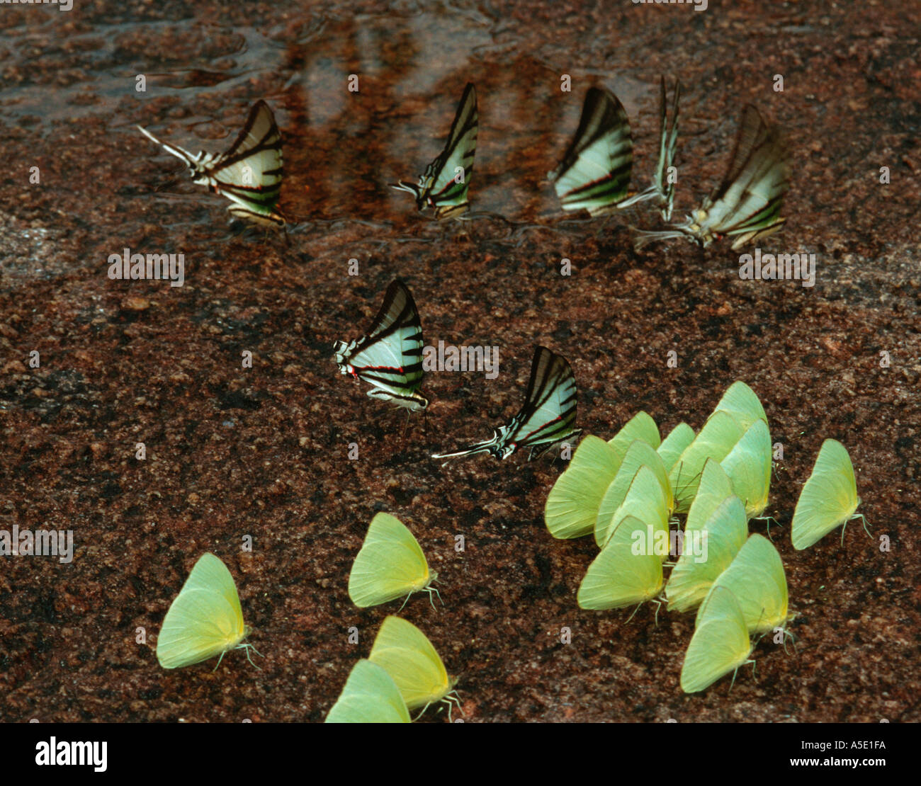 Pierid butterflies Upper Rio Negro Amazonas Brazil Stock Photo - Alamy