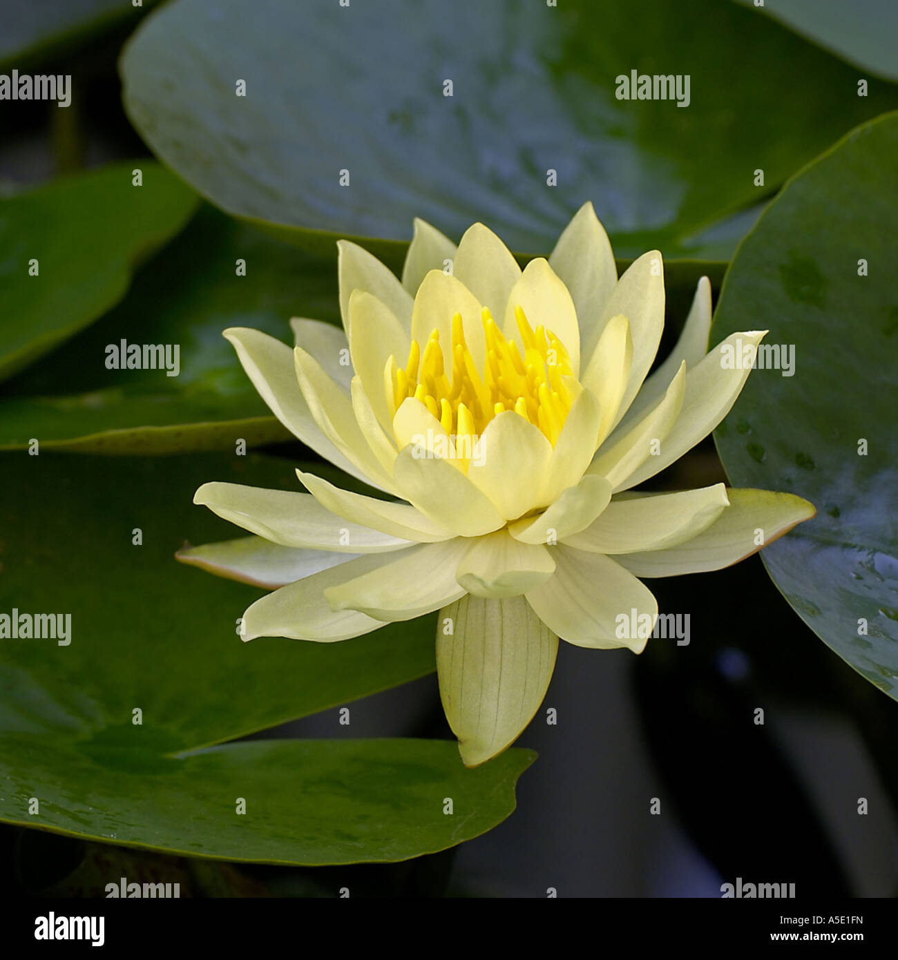 Lily mexicana hi-res stock photography and images - Alamy