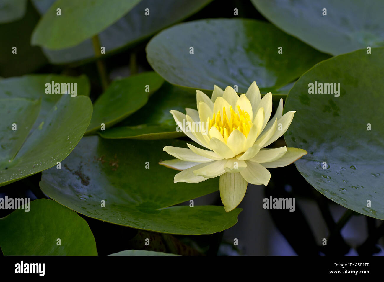mexican waterlily, banana waterlily, yellow waterlily (Nymphaea ...