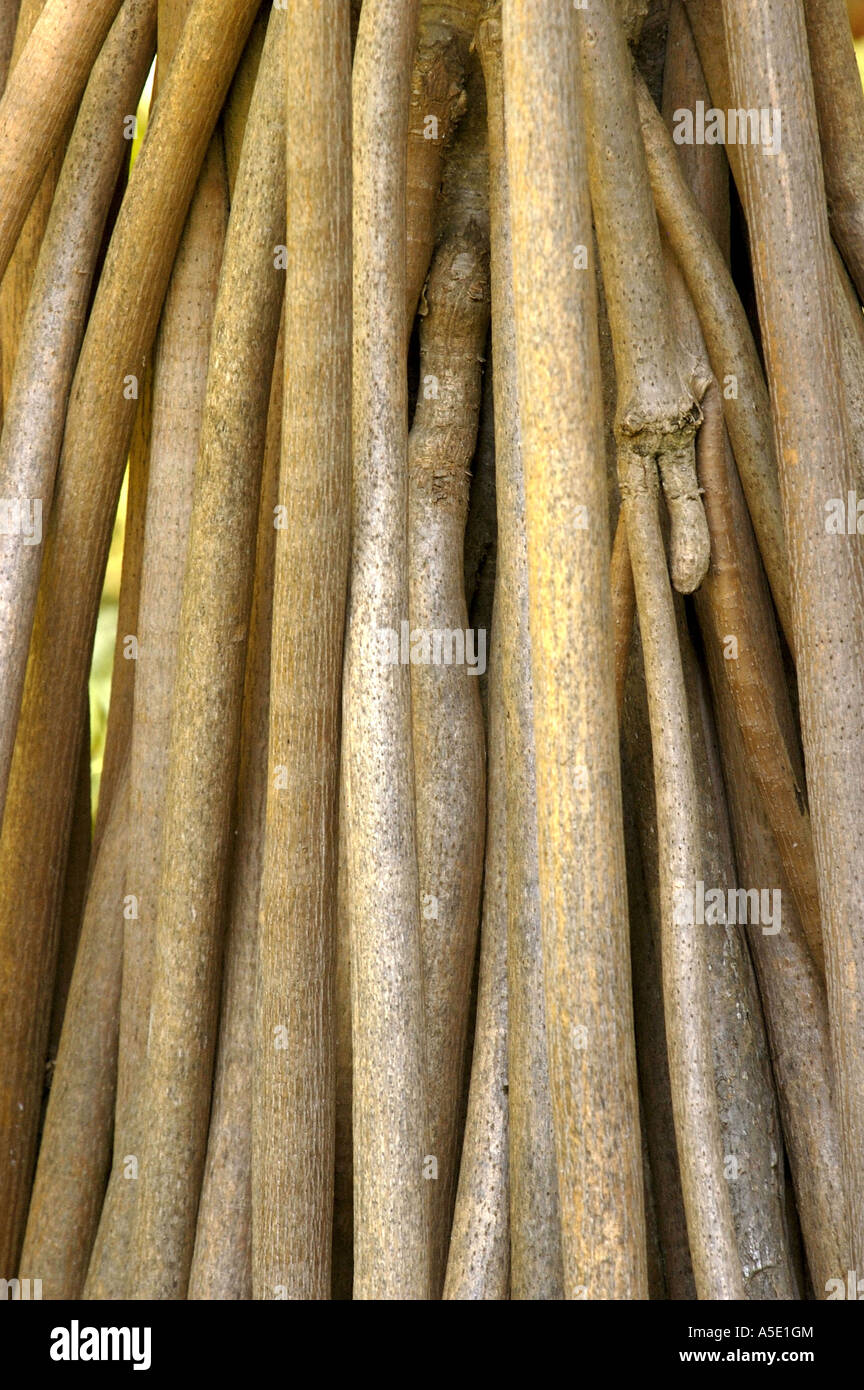 arial roots of a tropical tree Stock Photo - Alamy