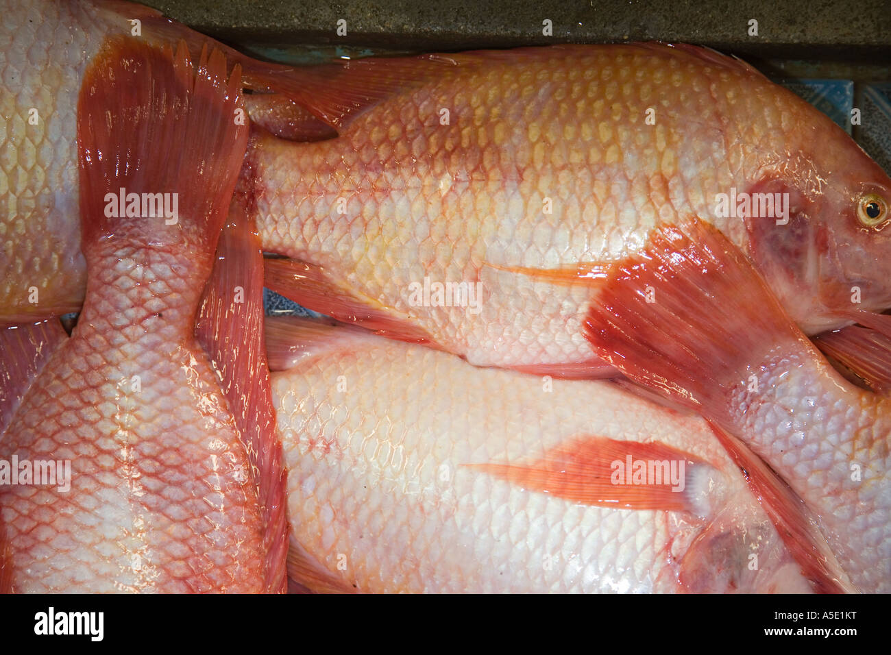 Red Snapper; Thailand Fish for sale on market stall Krabi Town Province ...