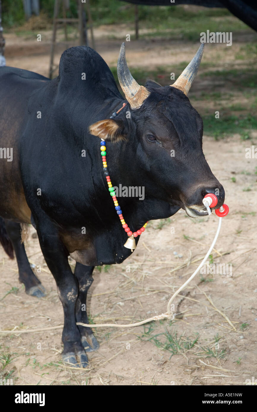 Cow With Hump On Back