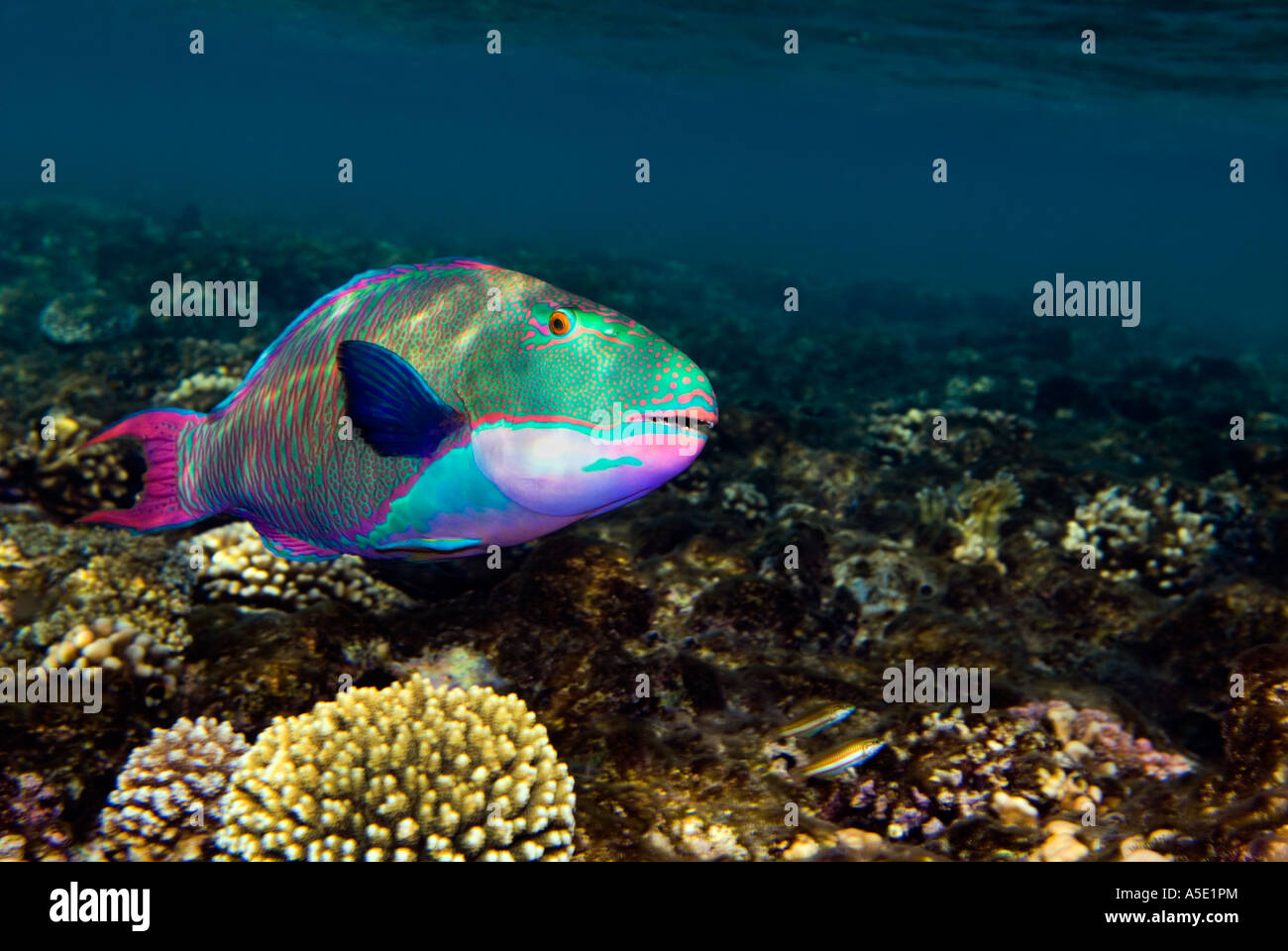 Bicolor bicolour parrot fish parrotfish CETOSCARUS BICOLOR reef RED SEA ...