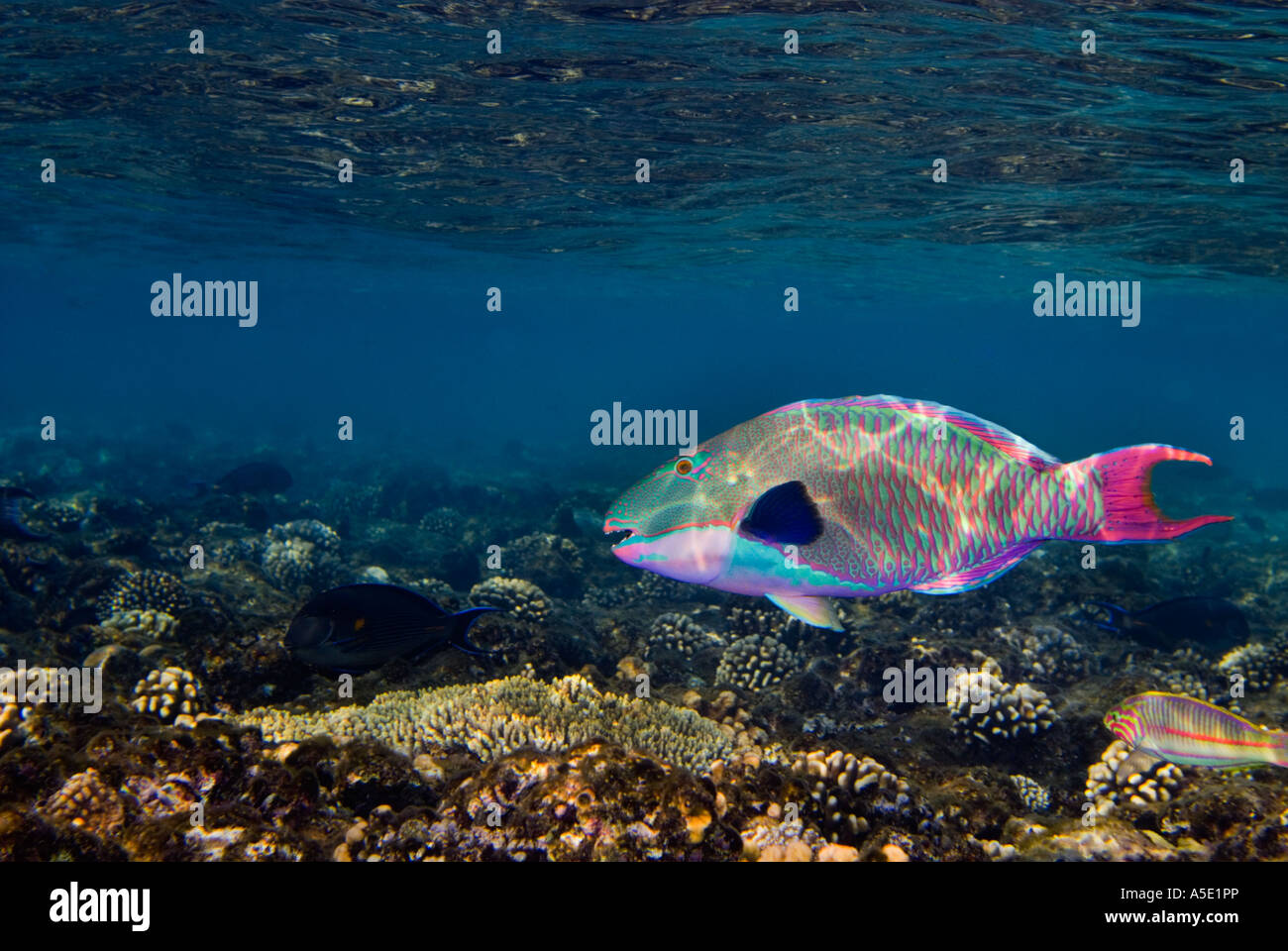 Bicolor bicolour parrot fish parrotfish CETOSCARUS BICOLOR reef RED SEA ...