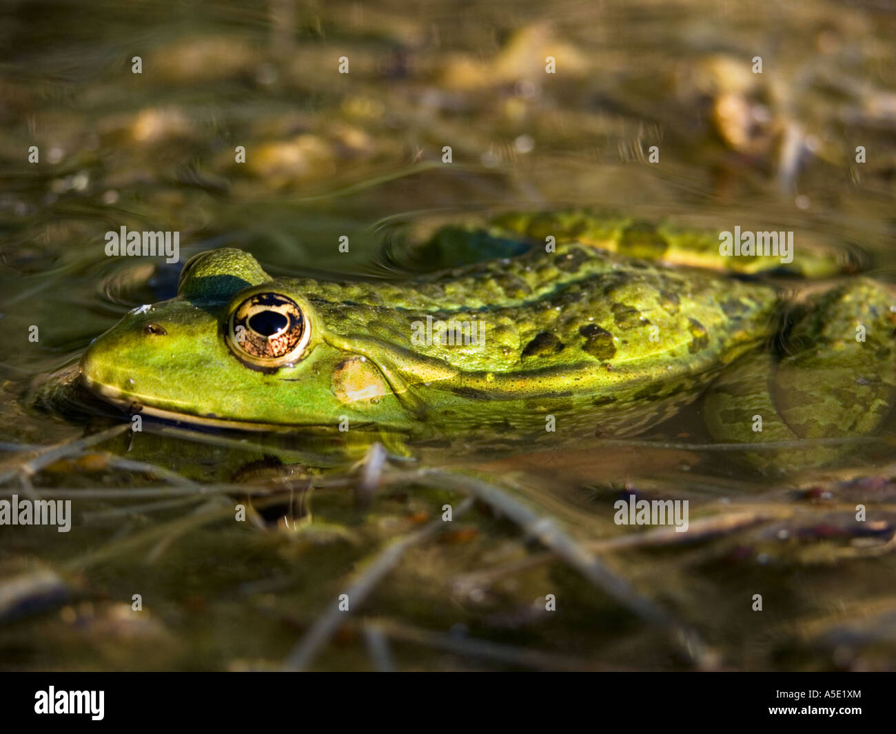 big green FROG Rana esculenta sitting in water watching for flies pond ...