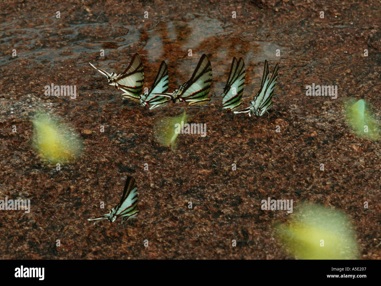 Pierid butterflies Upper Rio Negro Amazonas Brazil Stock Photo - Alamy