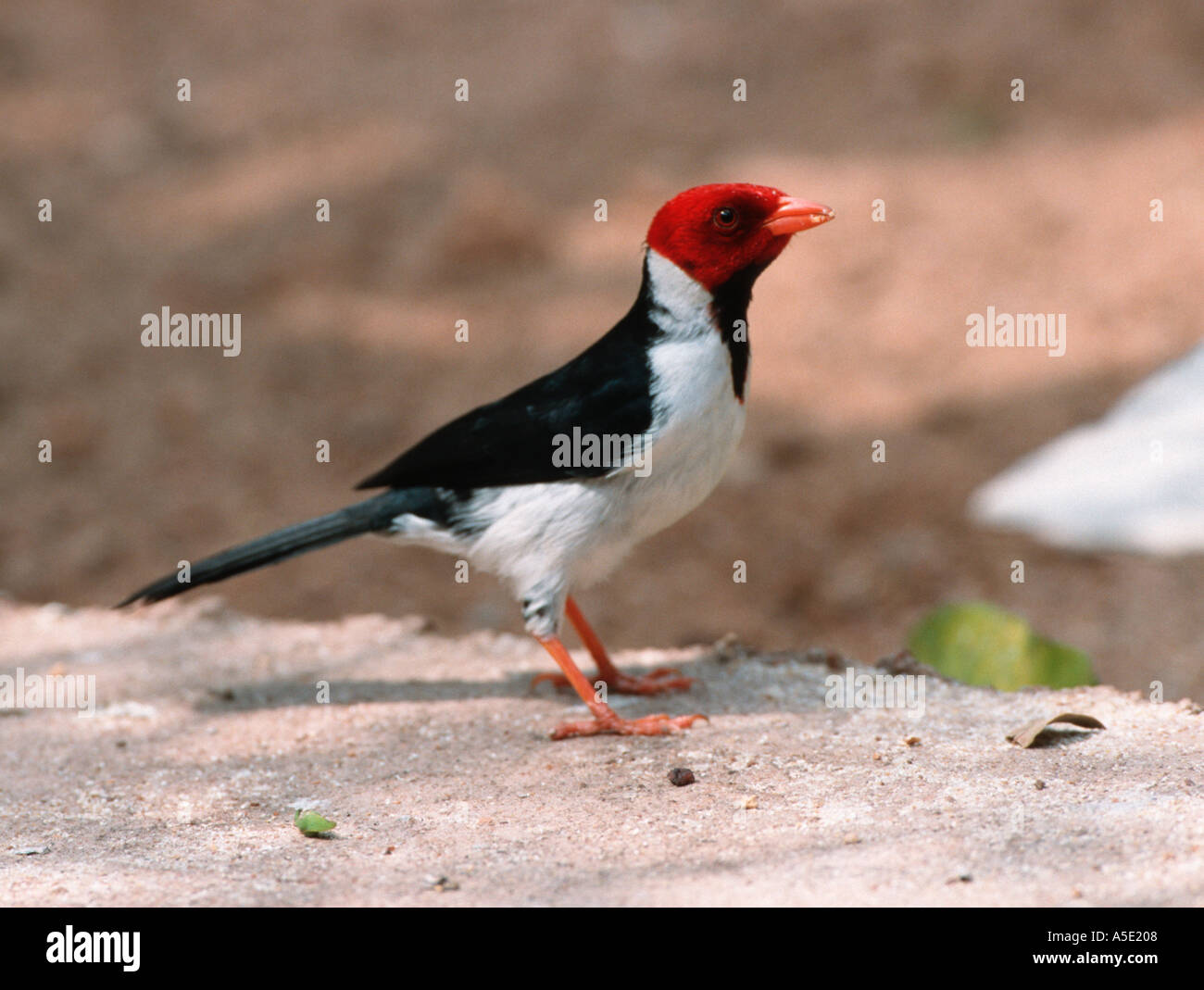 Red capped cardinal Paroaria gularis Cardeal da amazonia Northern ...