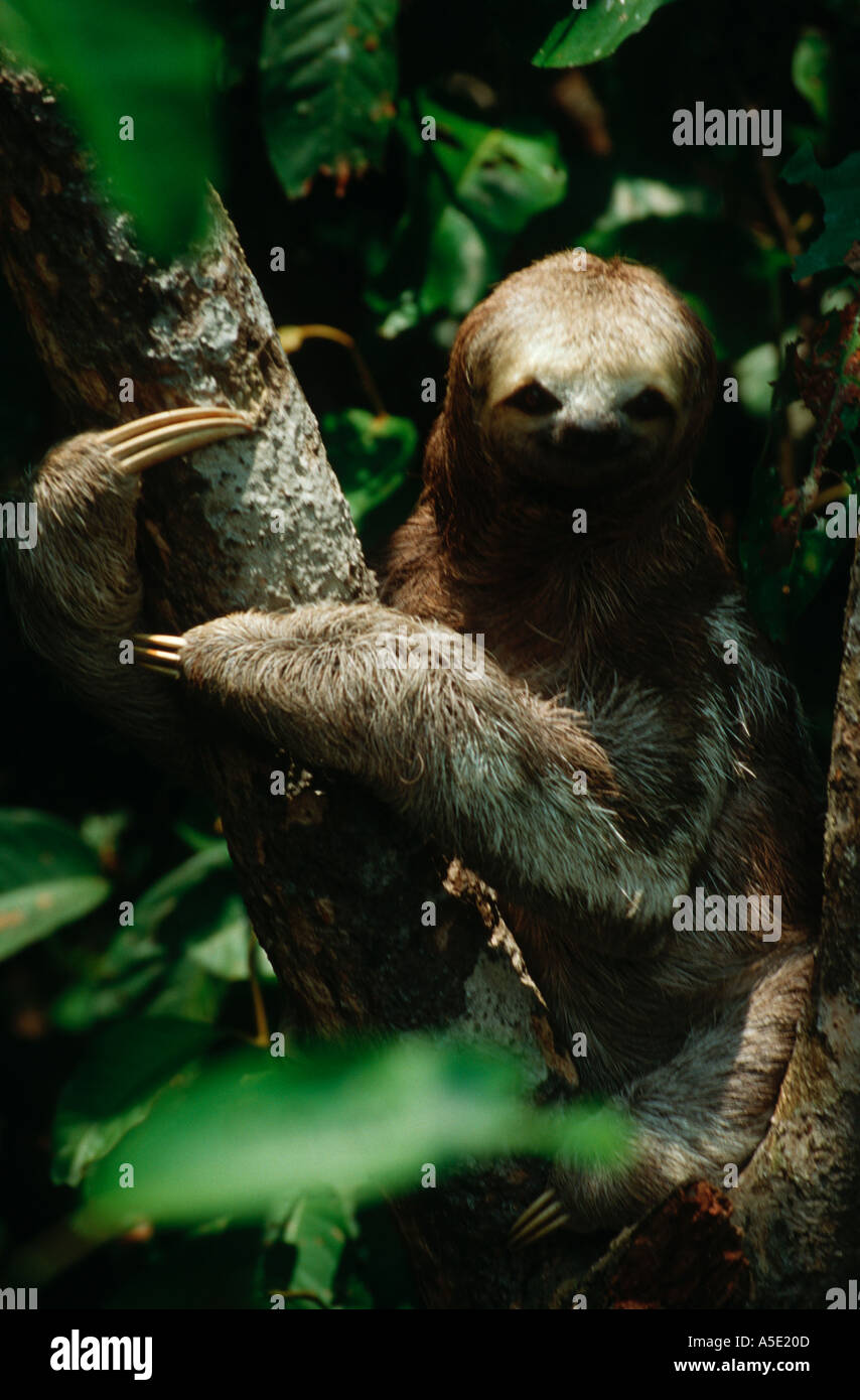Three toed sloth Bradypus tridactylus Lake Januaca Amazon Brazil Stock ...