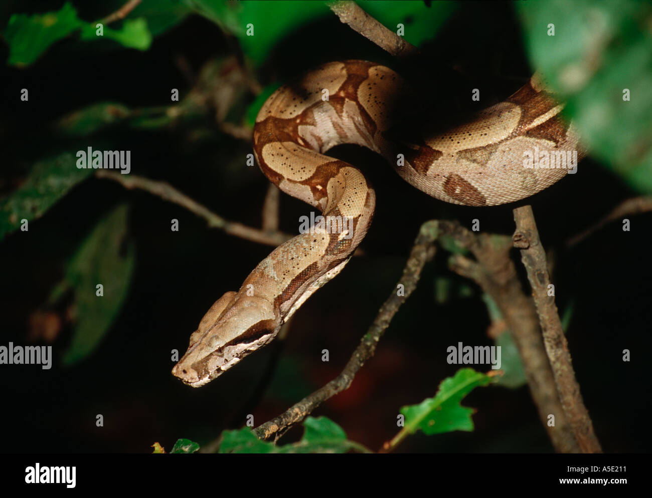 Boa constrictor Corallus enydris enydris Lake Januaca Amazon Brazil ...