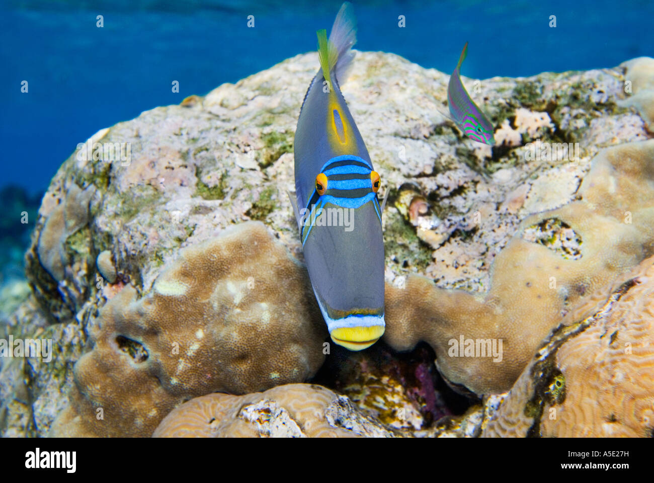 Red Sea picasso Fish Picassofish arabian Rhinecanthus assai reef ...