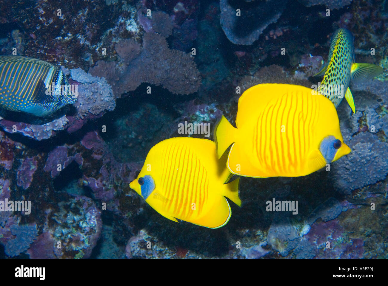 yellow blue masked butterflyfish pair 2 two Chaetodon semilarvatus reef ...