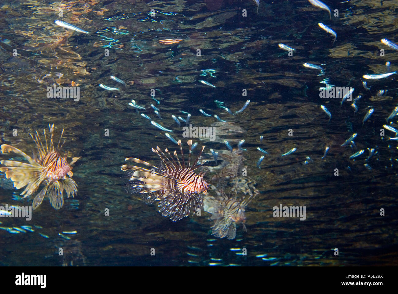 Redfire fish hi-res stock photography and images - Alamy