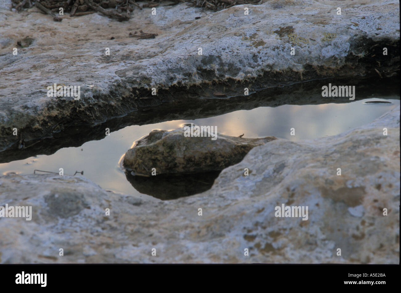 Limestone sedimentary conglomerate rock hi-res stock photography and ...