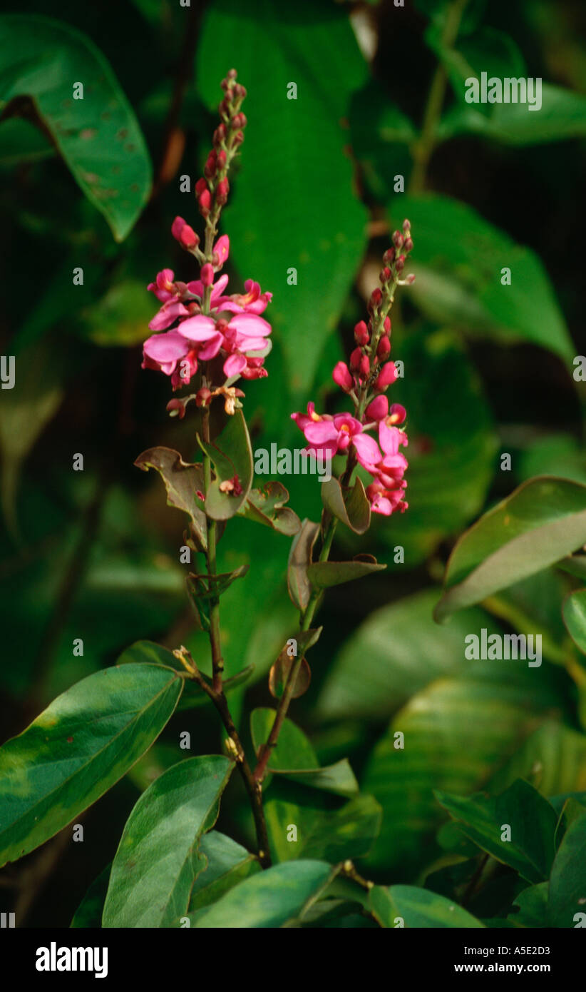 Flora along the Upper Rio Negro Amazonas Brazil Stock Photo - Alamy