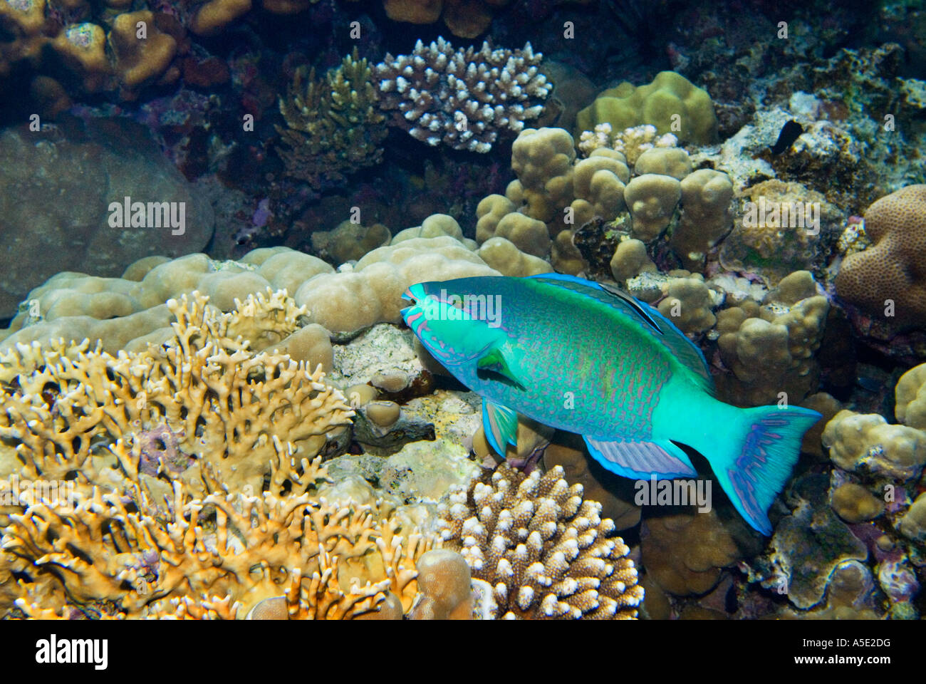 Bicolor bicolour parrot fish parrotfish CETOSCARUS BICOLOR reef RED SEA ...