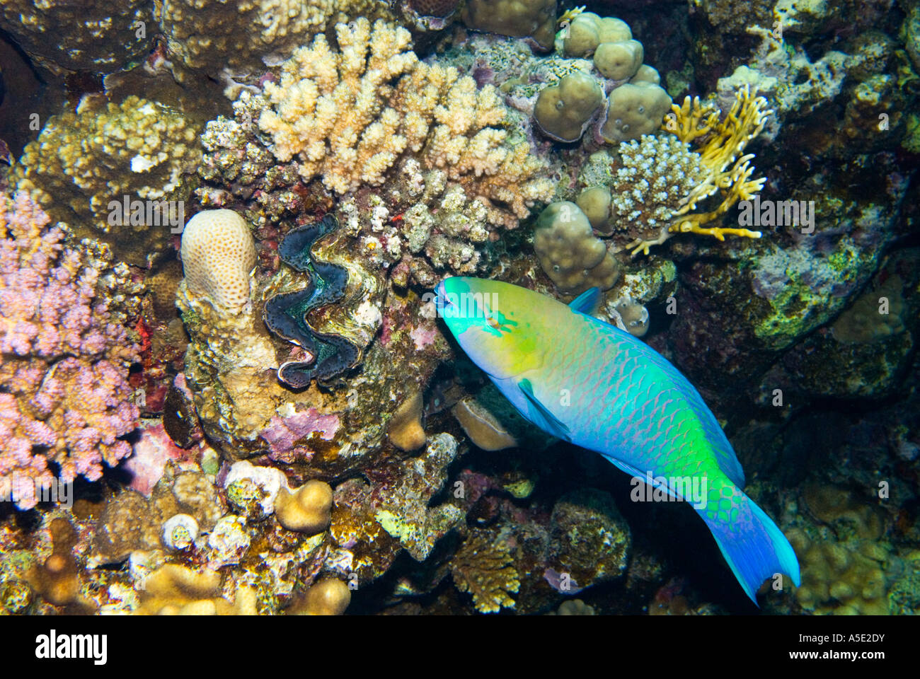 Wowin hi-res stock photography and images - Alamy