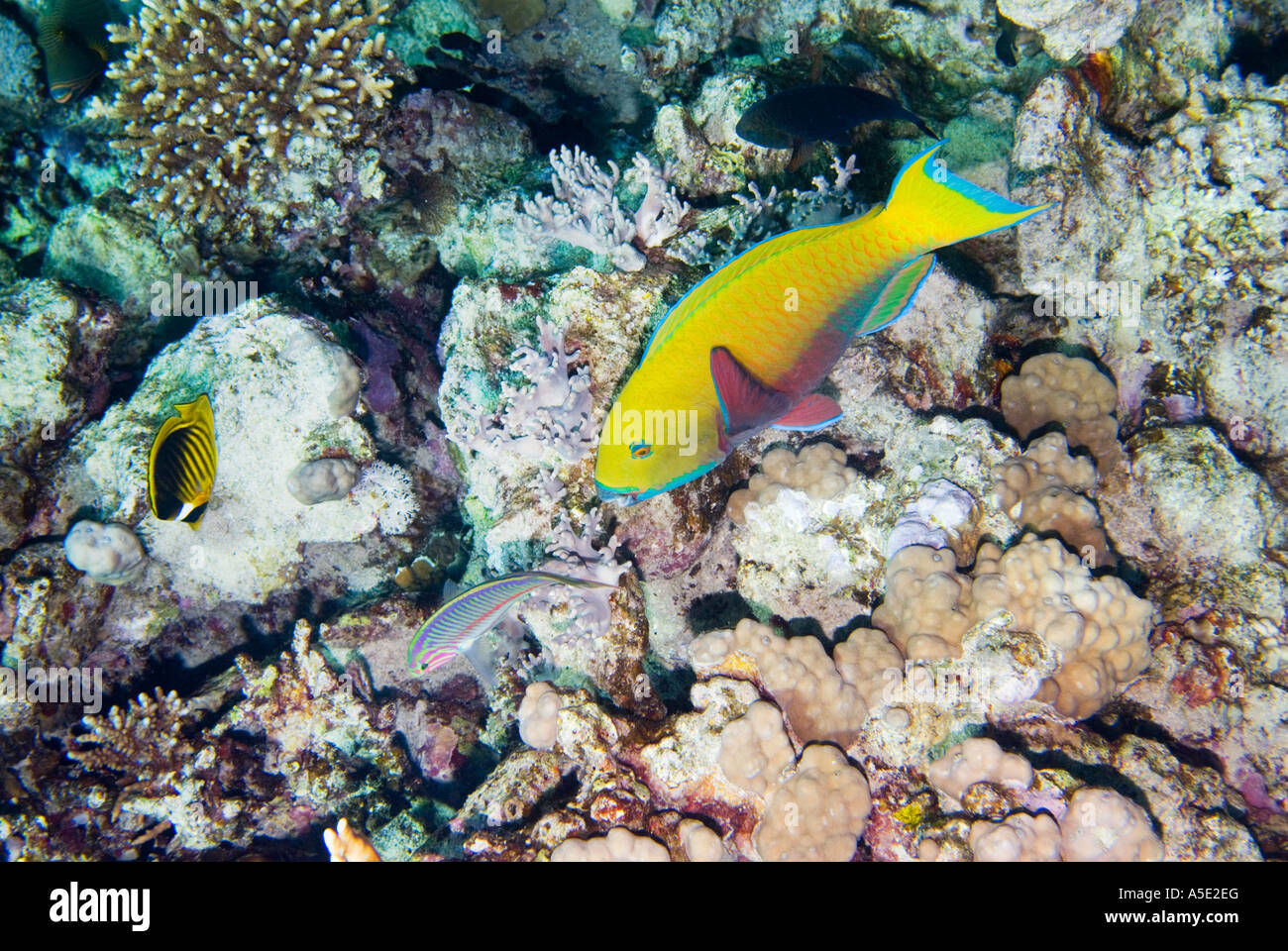 Rusty Parrotfish parrot fish SCARUS FERRUGINEUS corals Sharm El Sheikh ...
