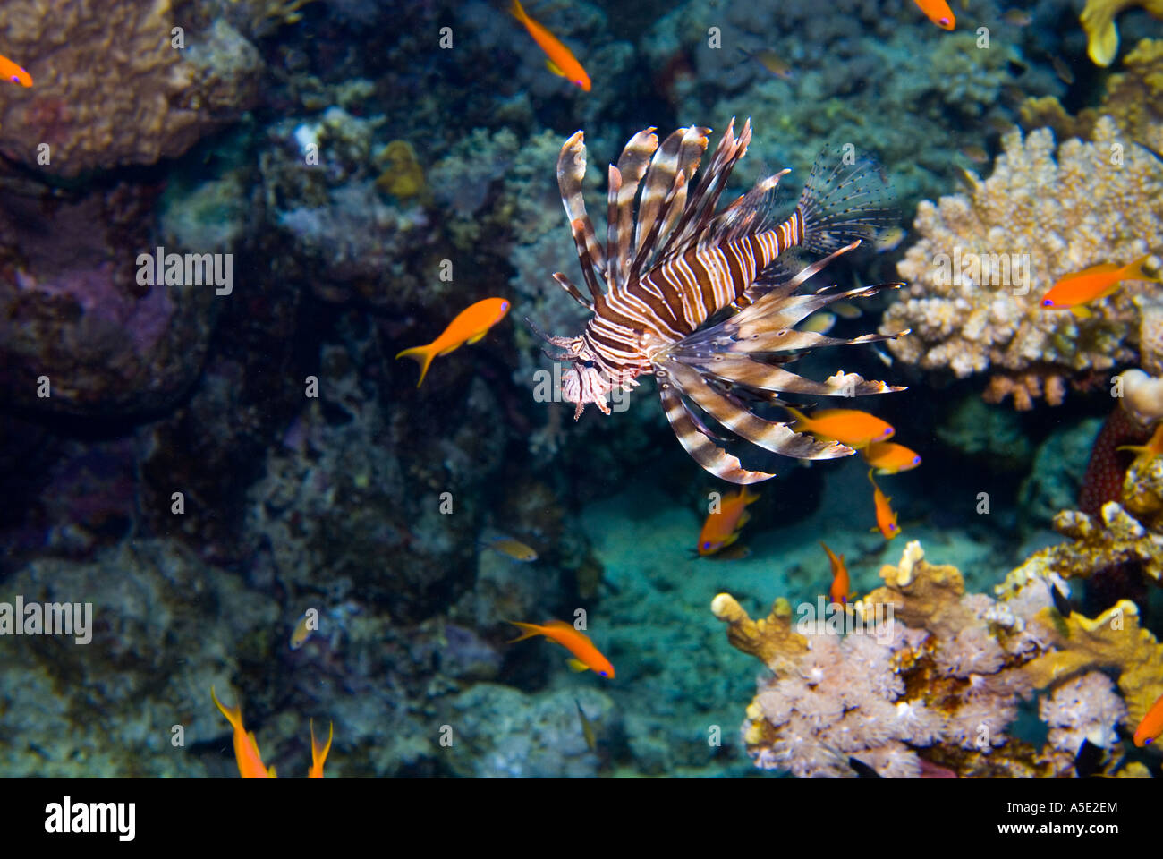 redfire fish firefish PTEROIS VOLITANS lionfish lion turkeyfish in ...