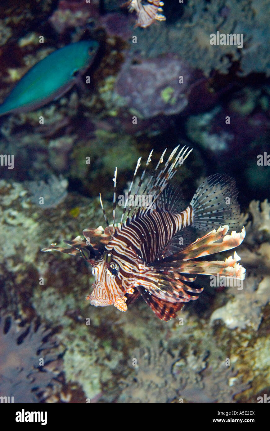 Fire lion fish hi-res stock photography and images - Alamy