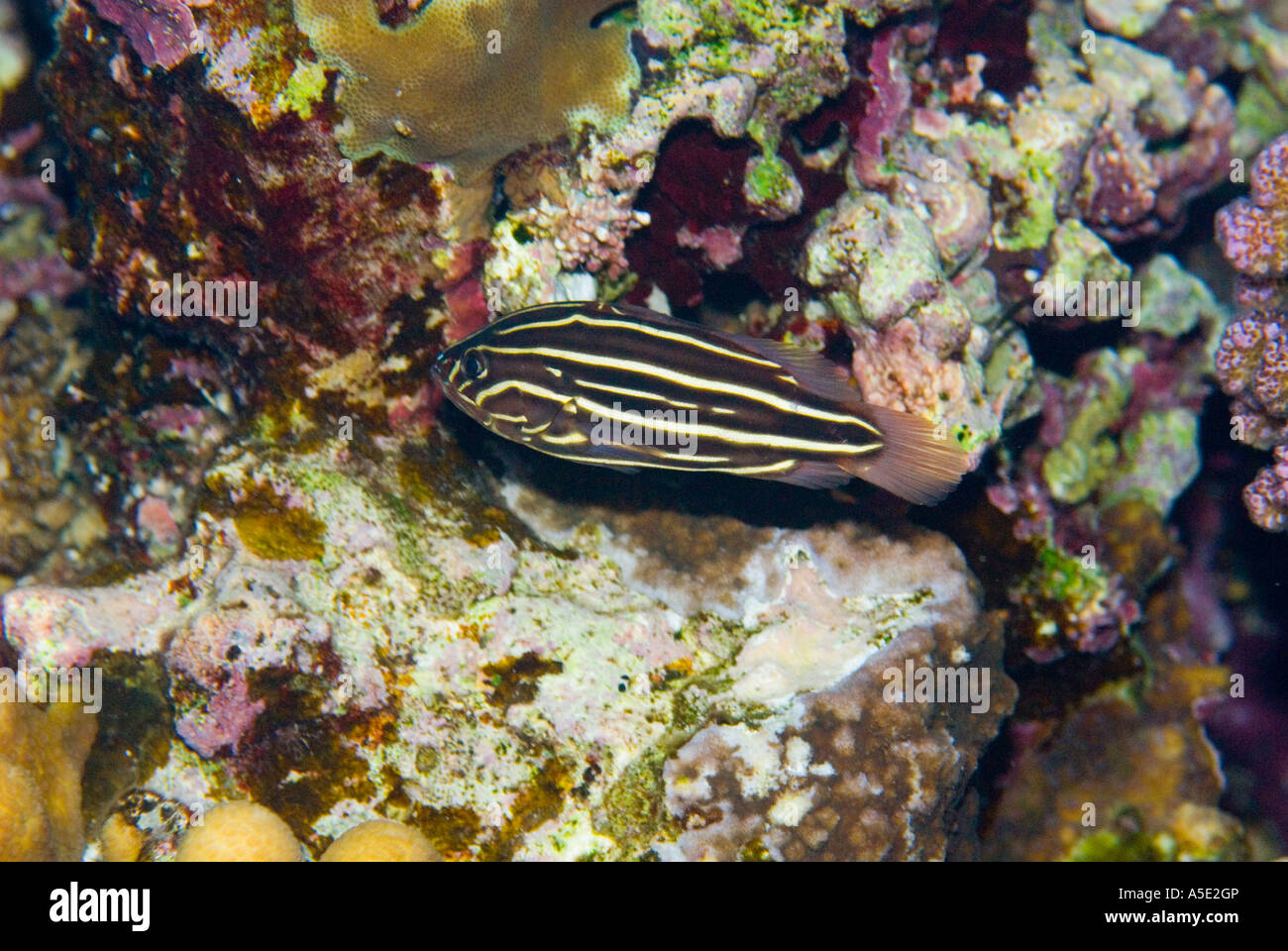 SIXSTRIPES soapfish grammistes sixlineatus RED SEA Sharm El Sheikh ...