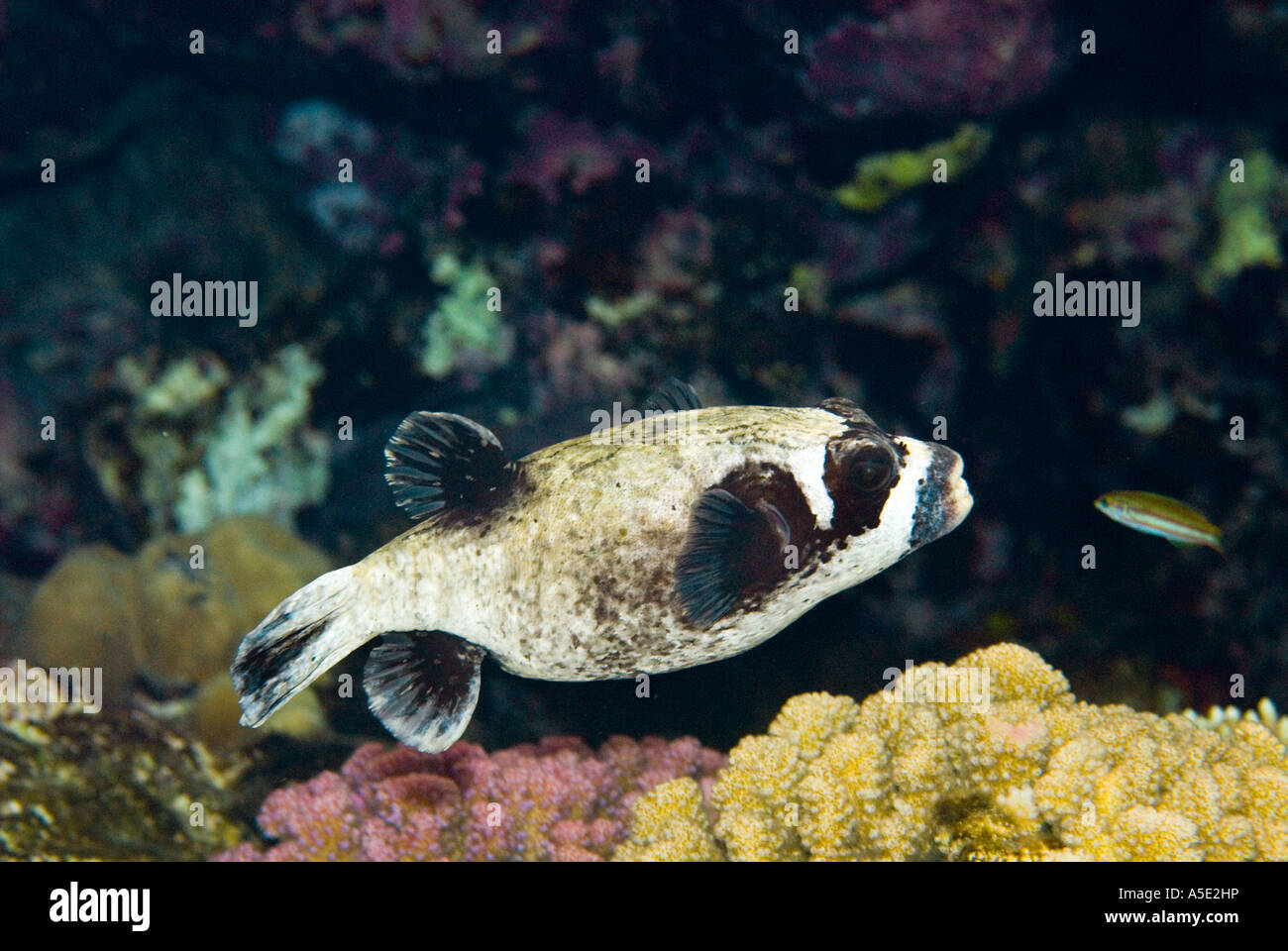 Puffer fish underwater scenery hi-res stock photography and images - Alamy