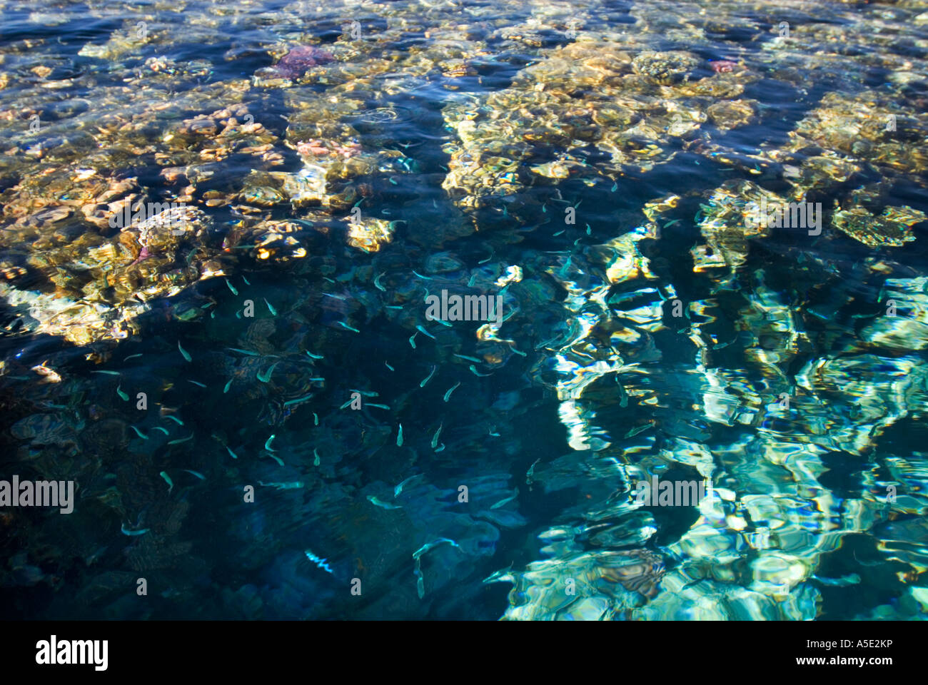 bright coralreef blue green red orange many fish multi swarm action ...