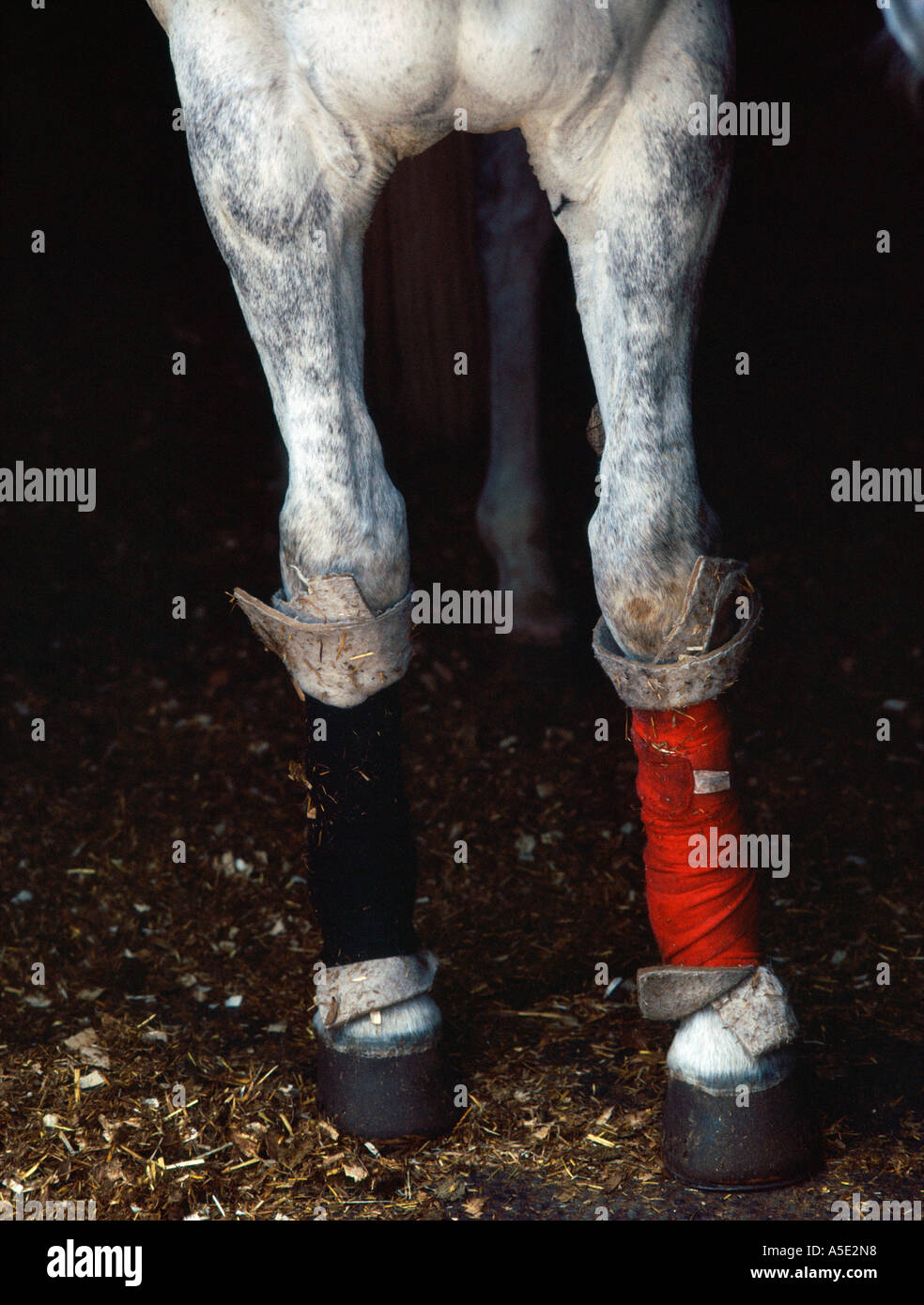 Horse hoof bandages hi-res stock photography and images - Alamy