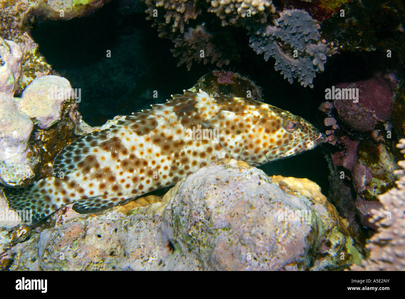 Marine grouper warsaw hi-res stock photography and images - Alamy