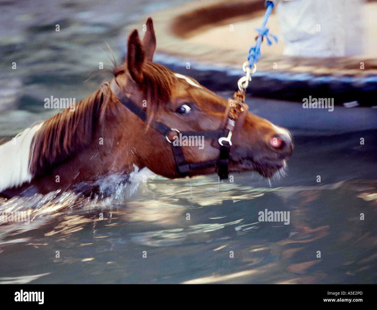 Bog spavins hi-res stock photography and images - Alamy