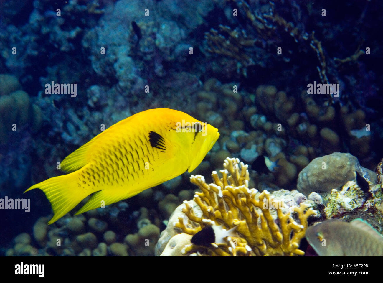 yellow Sulfur damsel POMACENTRUS SULFUREUS reef scenery sealife fish ...