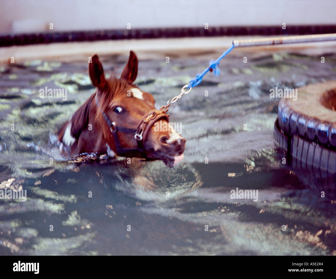 Horse Swim, teeth, chestnut mare, fetlock, hydrotherapy Stock Photo - Alamy