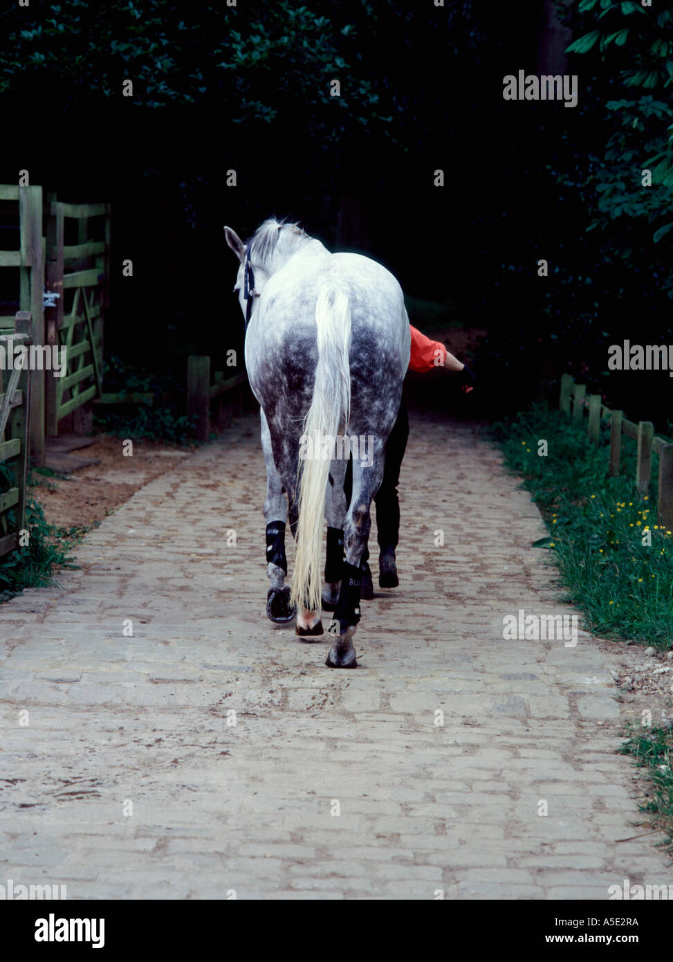 Horses Clip Clopping