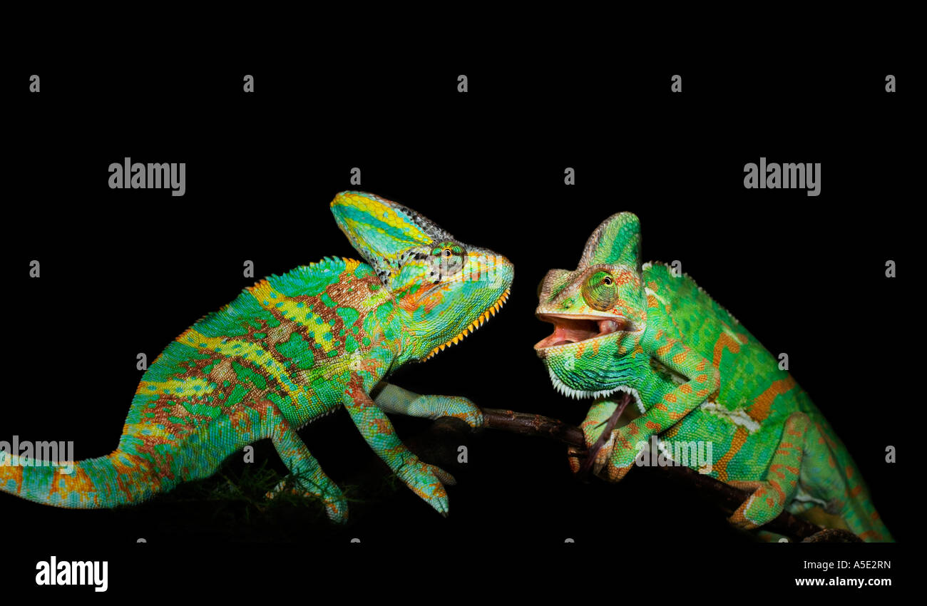 2 two pair couple male green yellow helmet chameleon on black plain ...