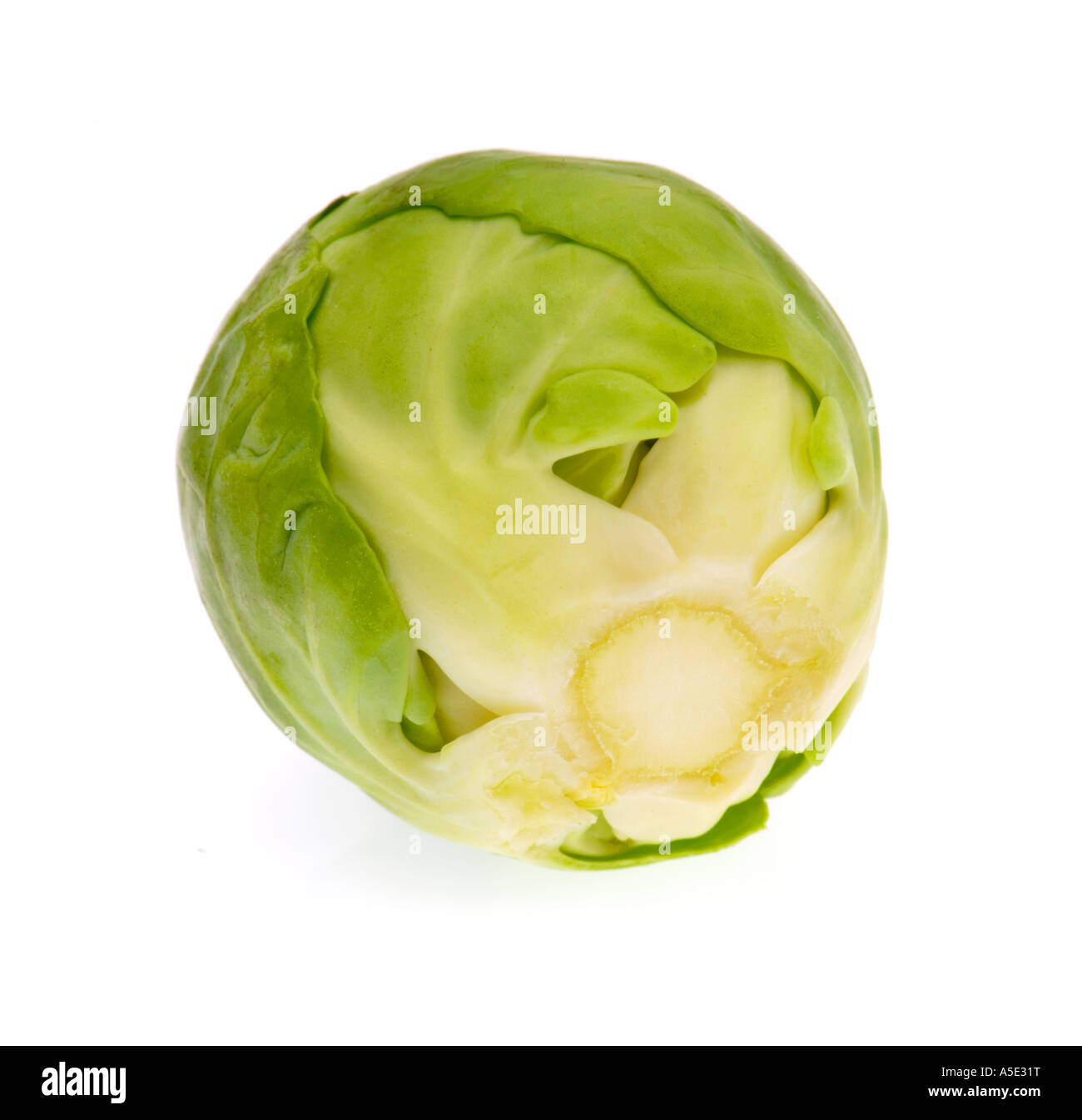 Brussels sprouts sprout head 1 one a cutout cut out Stock Photo Alamy